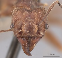 O Império Myrmex: Acromyrmex (pt)