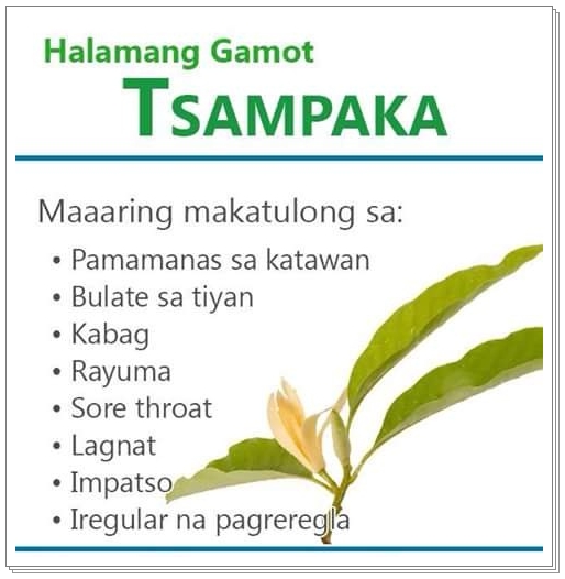 Halamang Gamot: Halamang Gamot: Tsampaka
