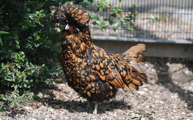 The Barn's Blog: Tales of Afro Chicken....