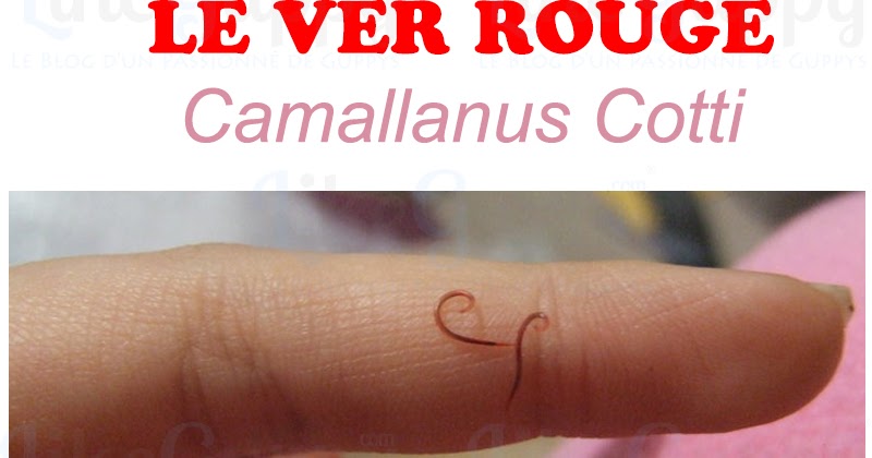 Le Camallanus Cotti : Ver Rouge. | LikeGuppy | Conseils sur l'Élevage ...