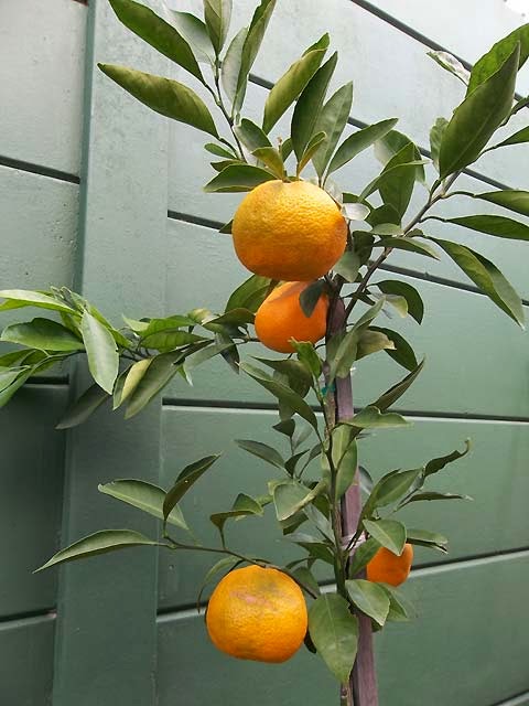 Gardening in Cape Town: Growing Orange Trees in containers