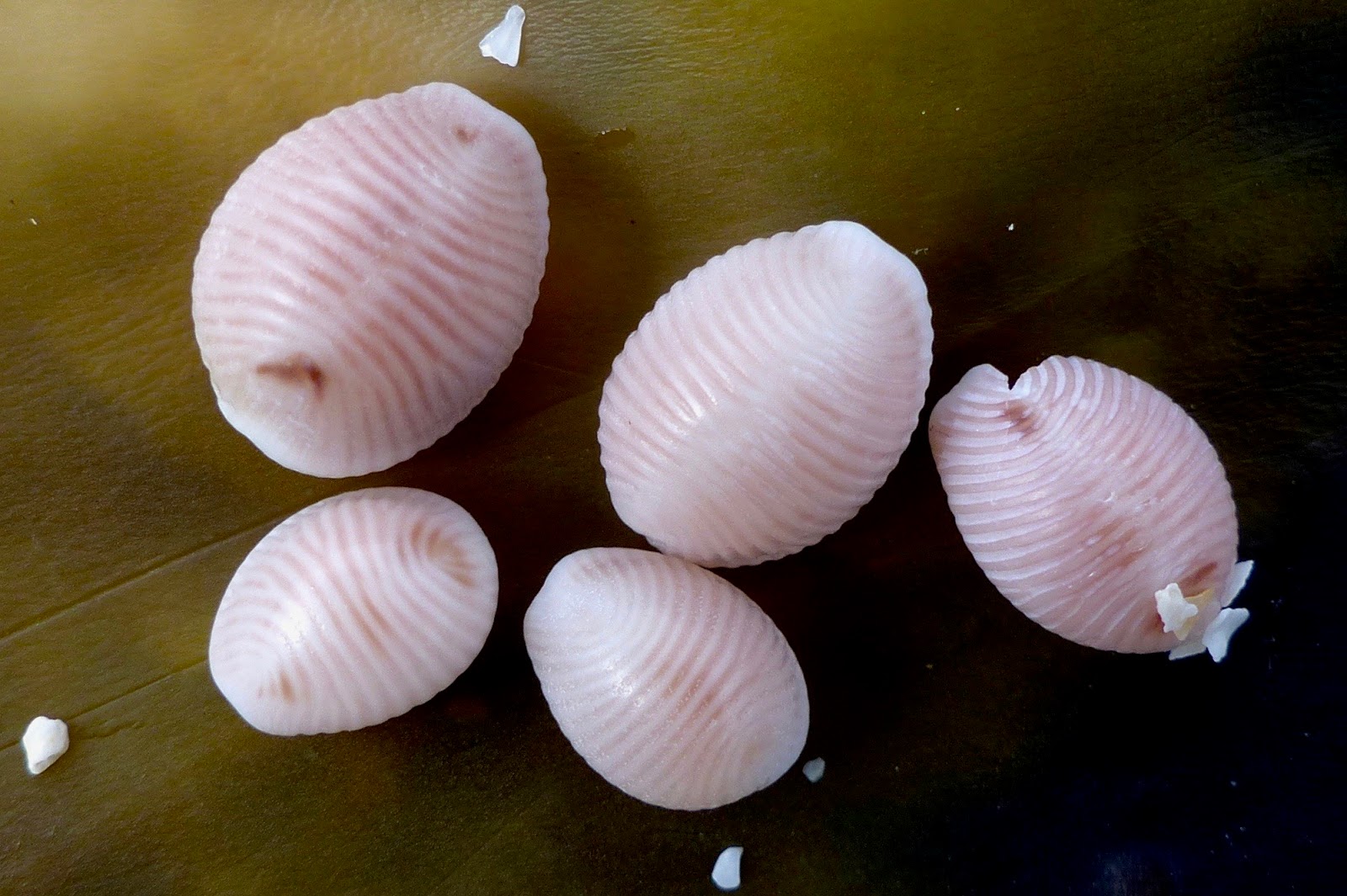 The Memory Wanderer: Cowries