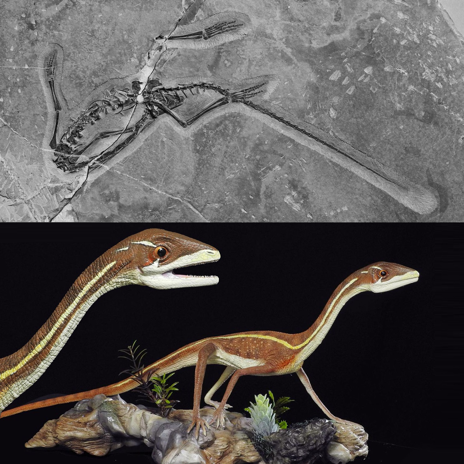 Species New to Science: [Paleontology • 2017] Pectodens zhenyuensis • A ...