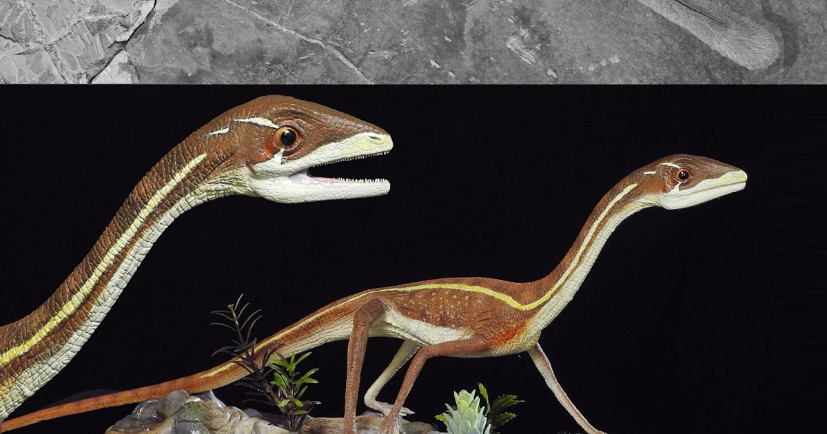 Species New to Science: [Paleontology • 2017] Pectodens zhenyuensis • A ...