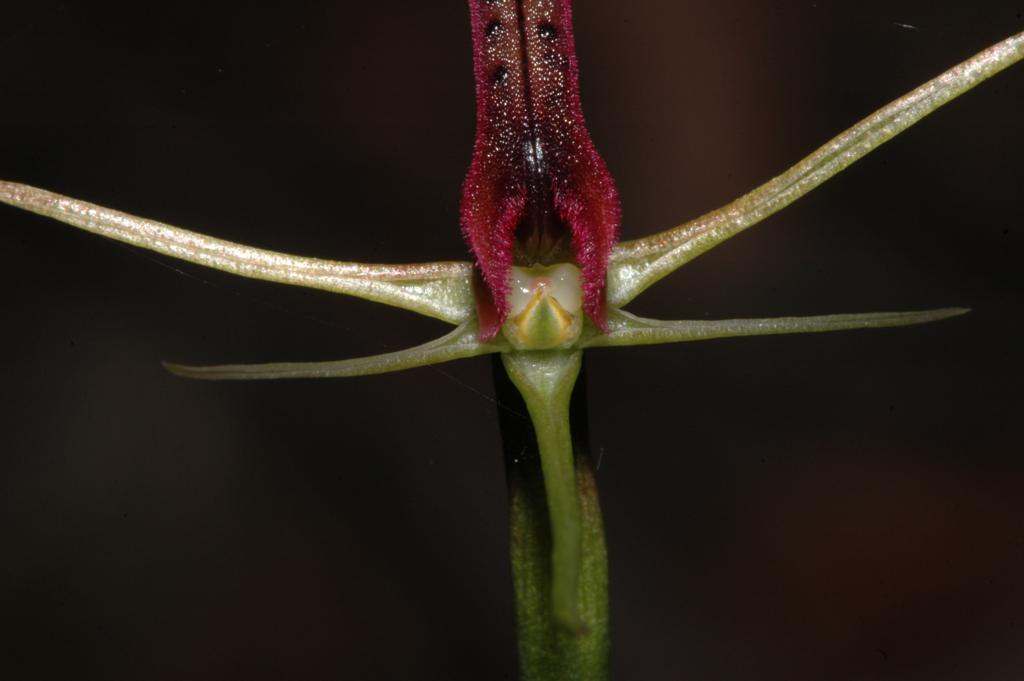 The Nature of Robertson: Cryptostylis subulata - "Large Tongue Orchid ...