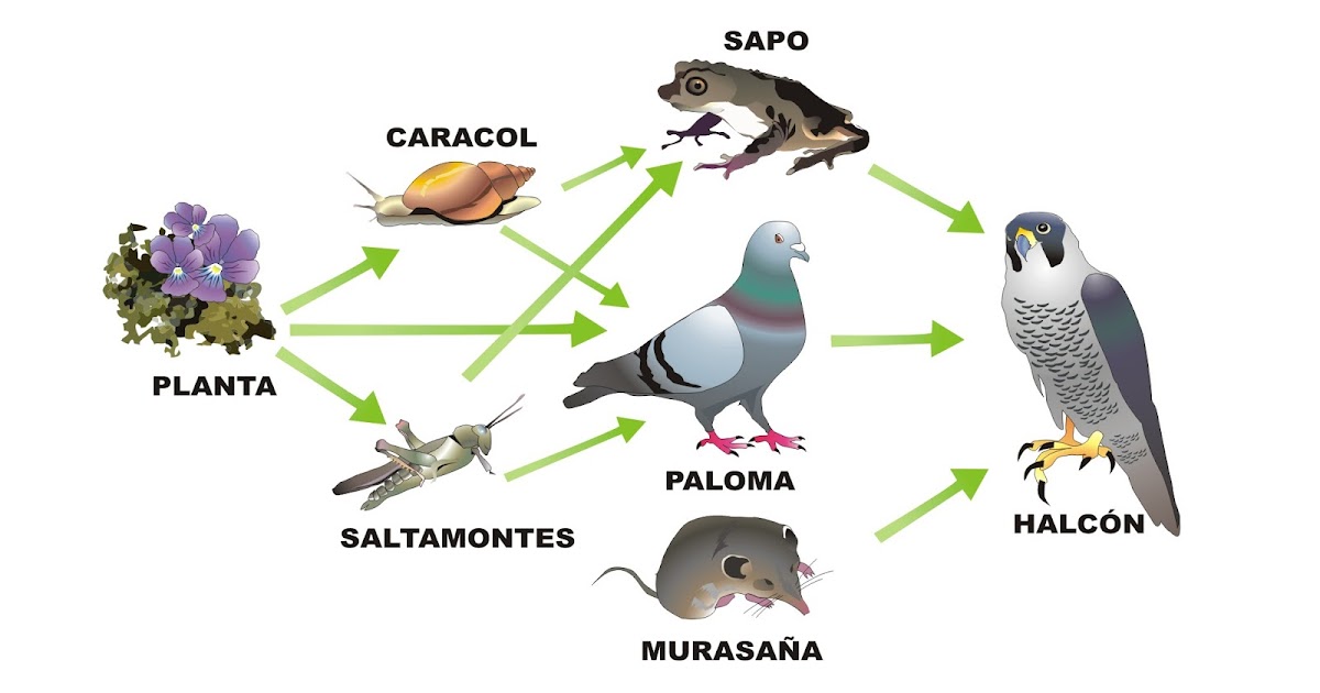 Transferencia de Energía: 3. Redes alimentarias