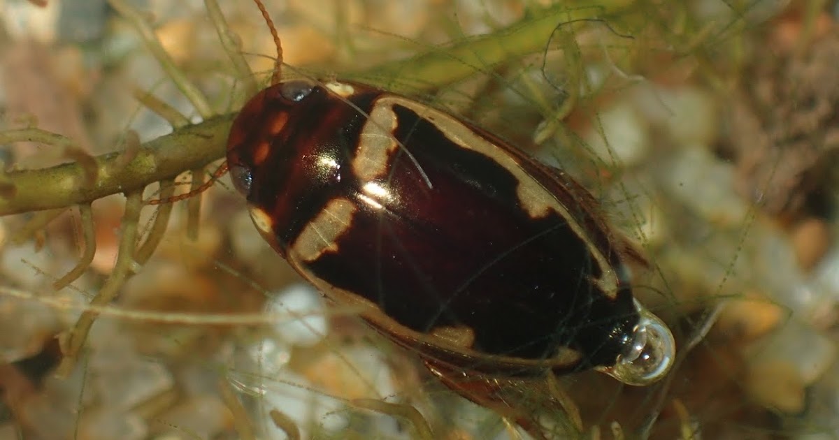 しみじみ牙蟲: キベリマメゲンゴロウ Platambus fimbriatus Sharp, 1884