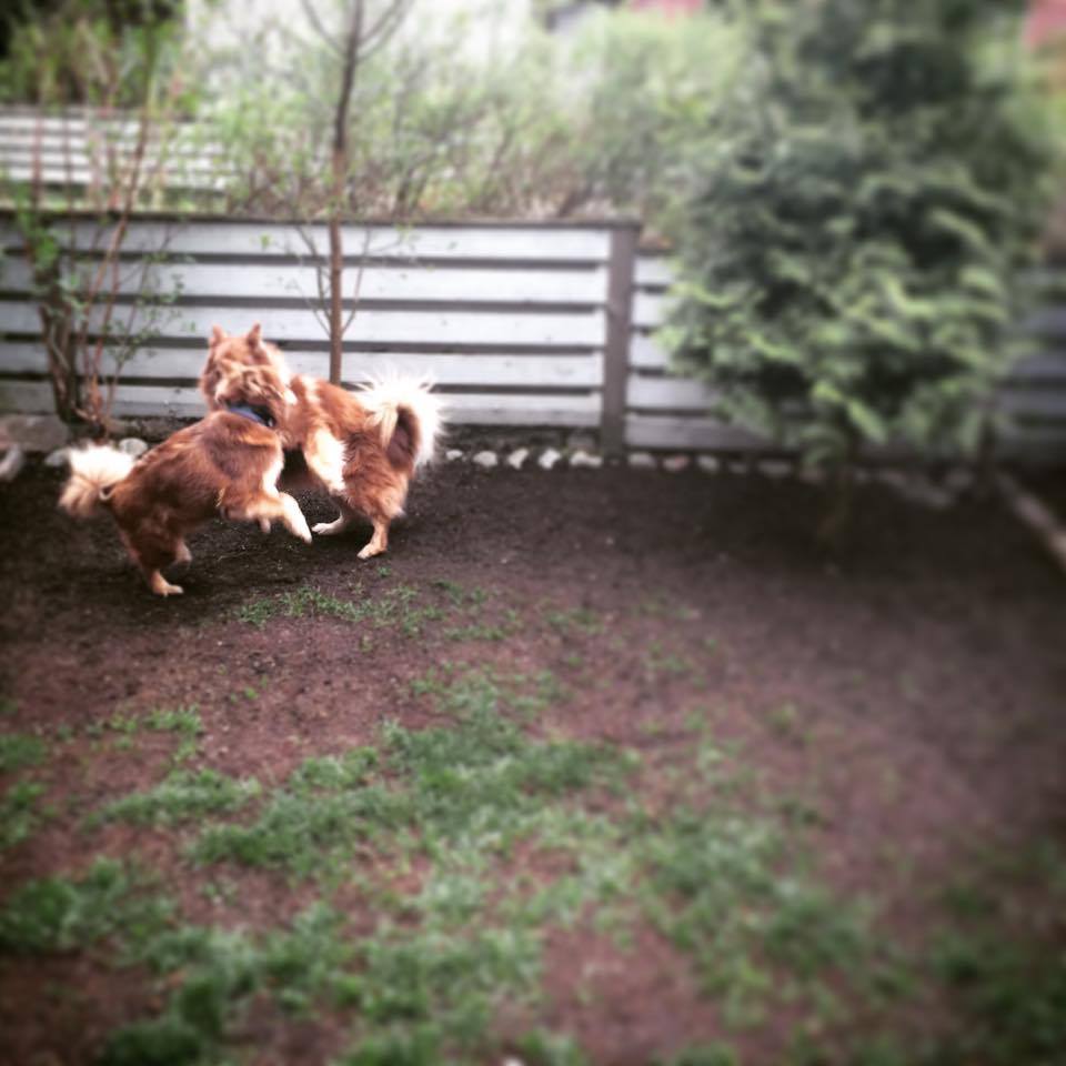 Suomenlapinkoira Helka