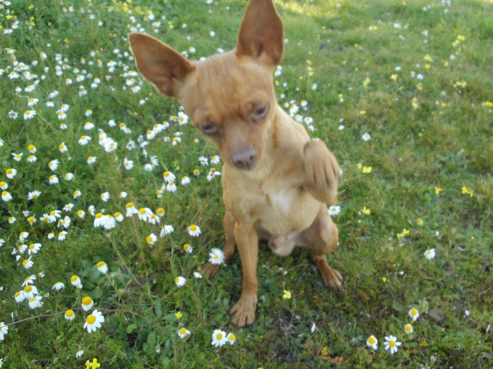 El Chico de los Lobos: DIVERSAS SEÑAS DEL IDIOMA DE LOS PERROS. COMO ...