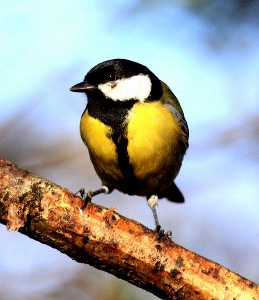 Turismo Abaurrea: El Carbonero Común