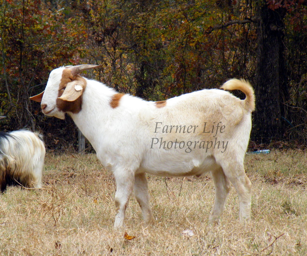 Living A Farmer's Life: The Boers