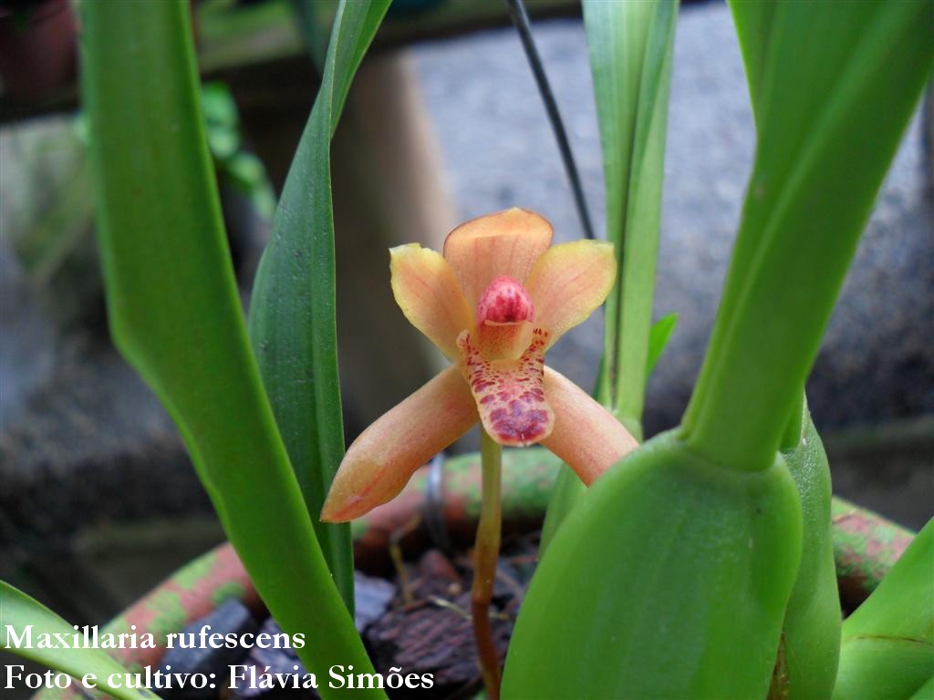 Orquidário da Flávia: Maxillaria rufescens