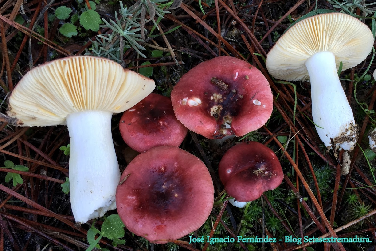 Setas Extremadura : Russula Cessans