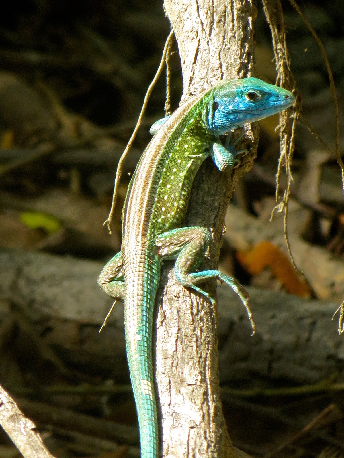 My Top South American Wildlife Experiences The Aussie Flashpacker my-top-south-american-wildlife-experiences-the-aussie-flashpacker