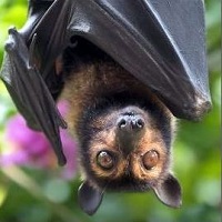 Bats Megabats Flying-foxes Fruit bats
