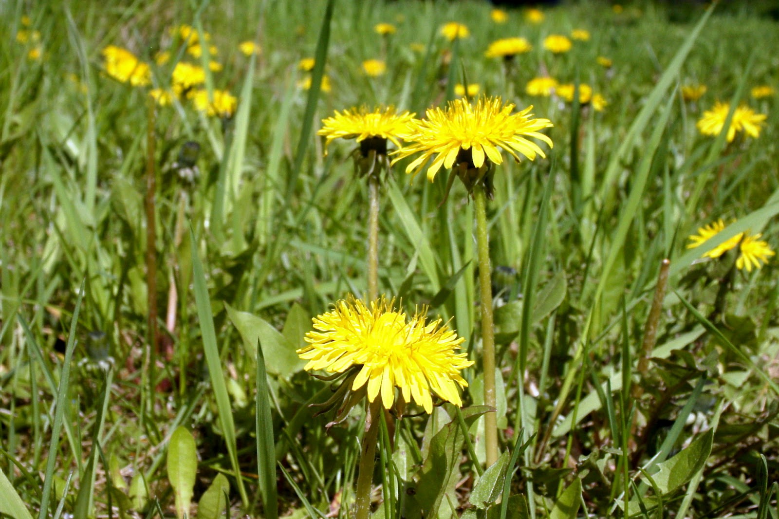 k o n y h a t ú r a: Pitypangzselé