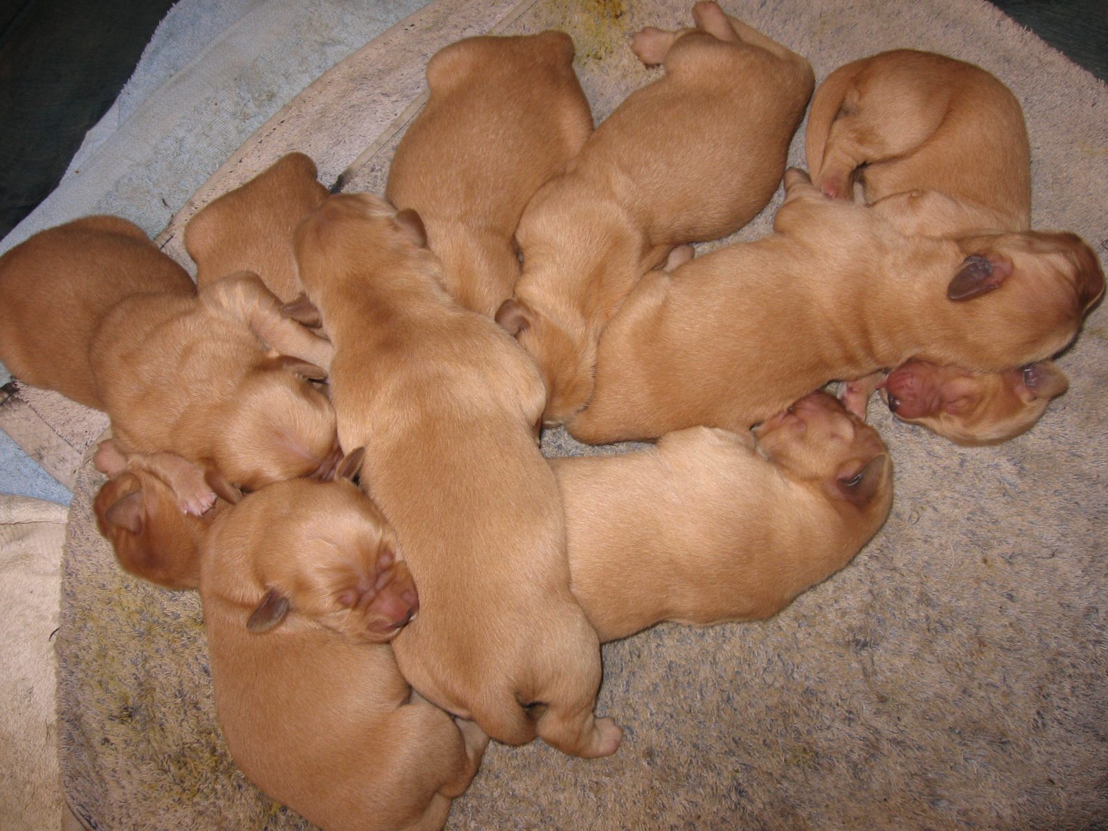 Perritos bebé - Imagui