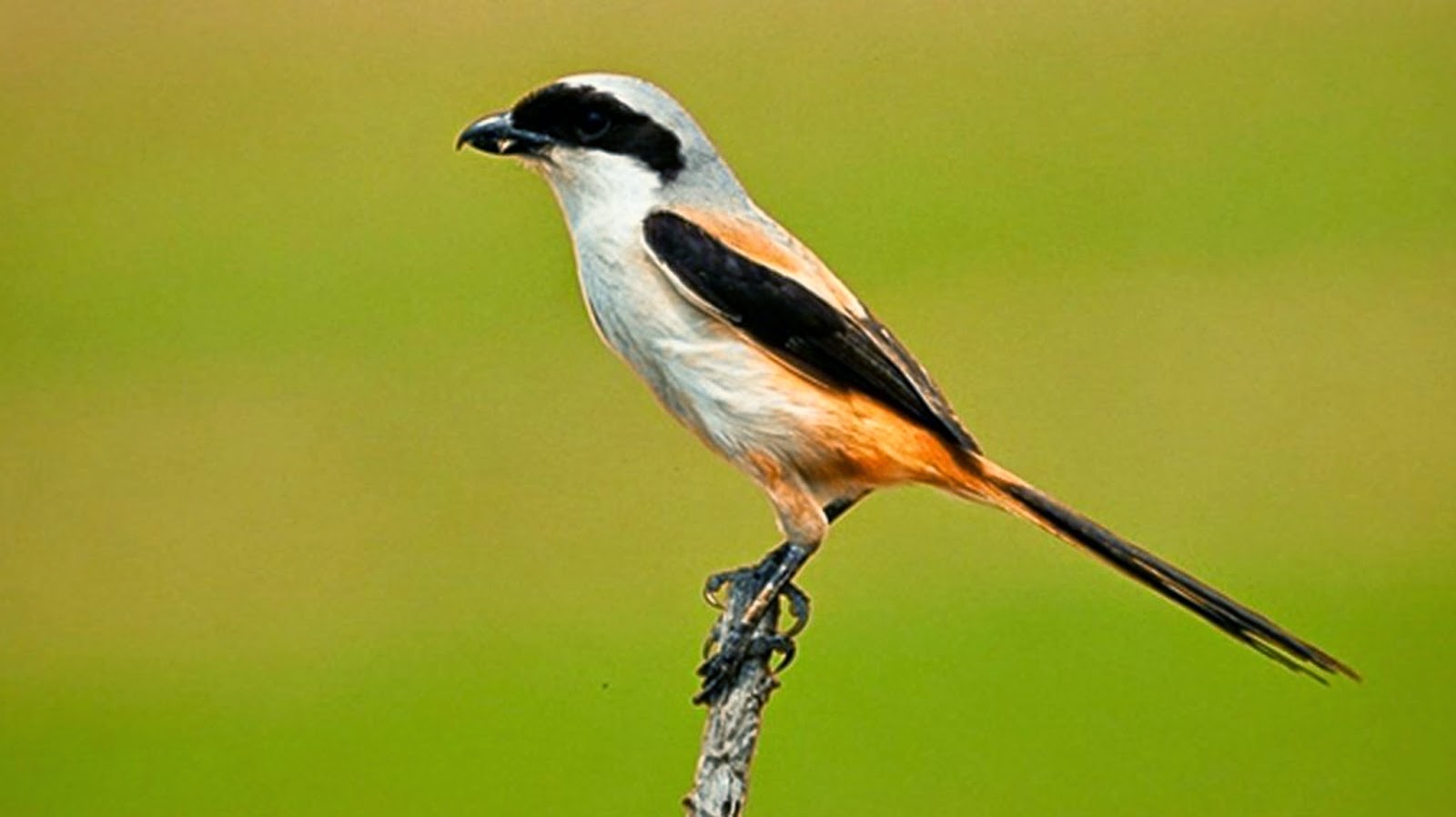Rupa rupa burung - macam macam burung