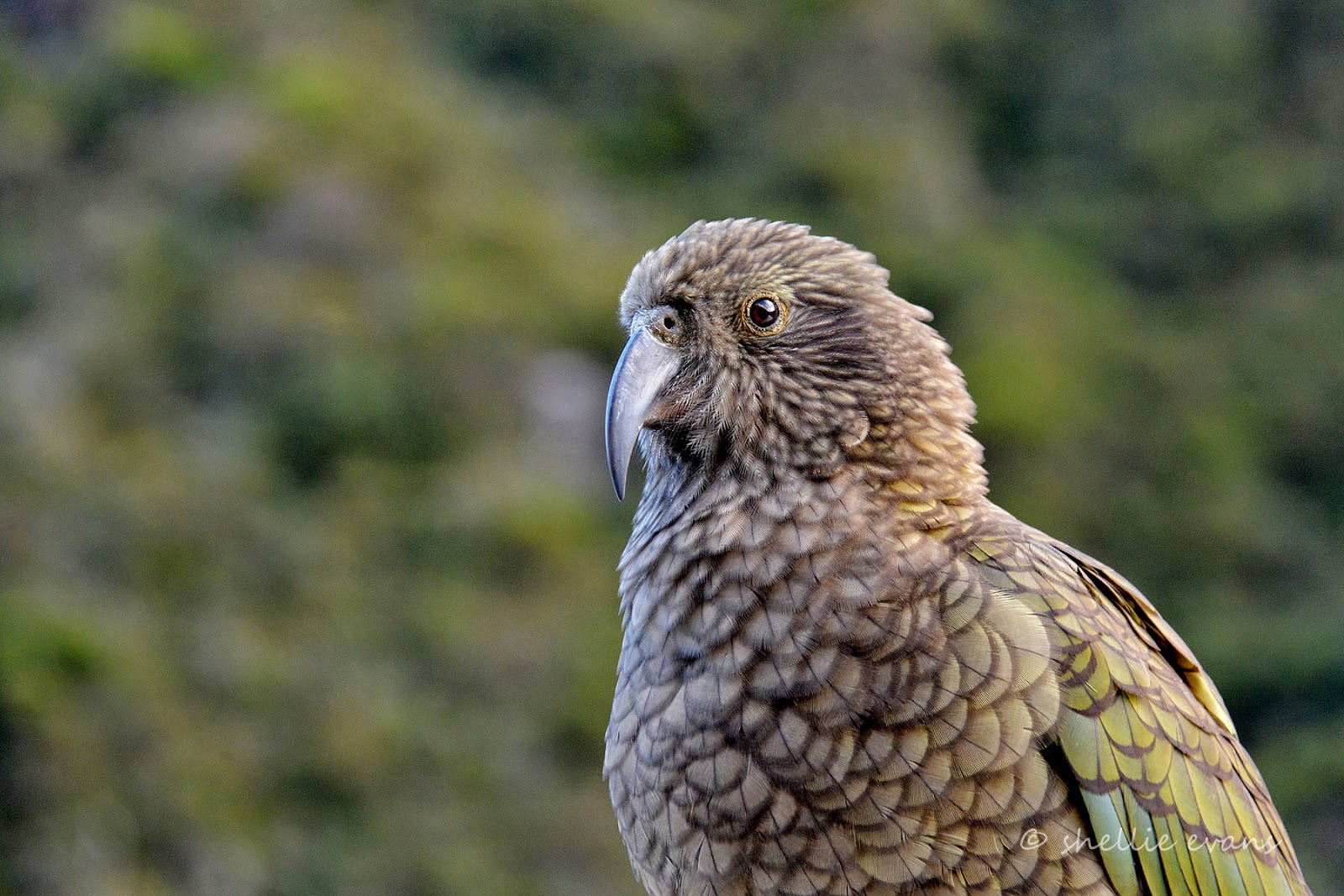 Two Go Tiki Touring: Cheeky, Comical & Curious Kea- The Mountain Parrot