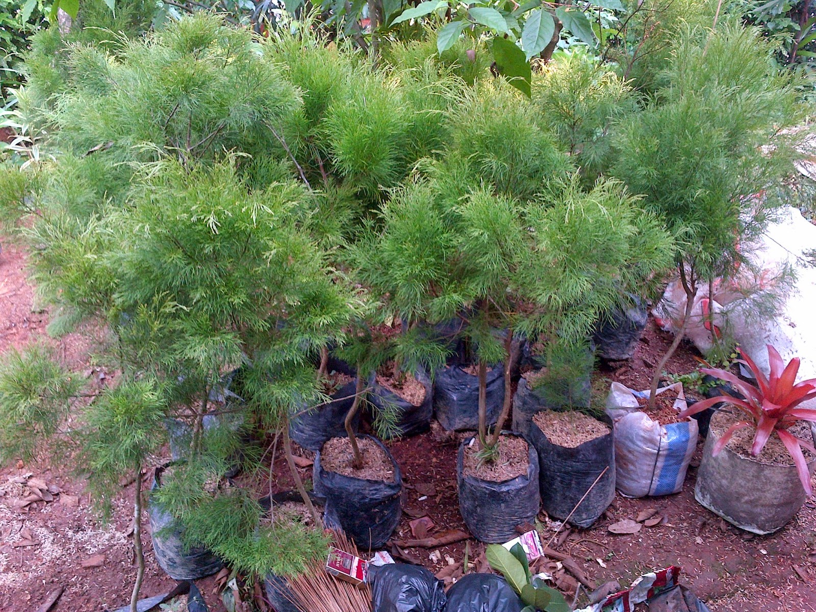 Jual pohon cemara balon | aneka tanaman hias pelindung | supplier ...