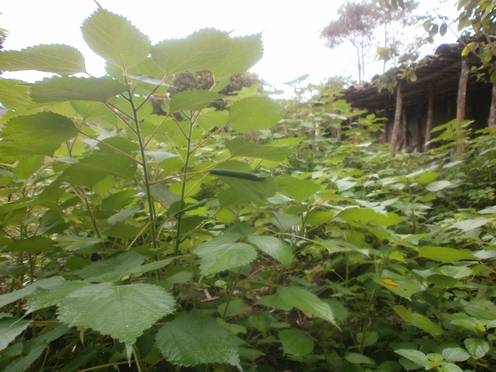 boton de oro siembra: junio 2014