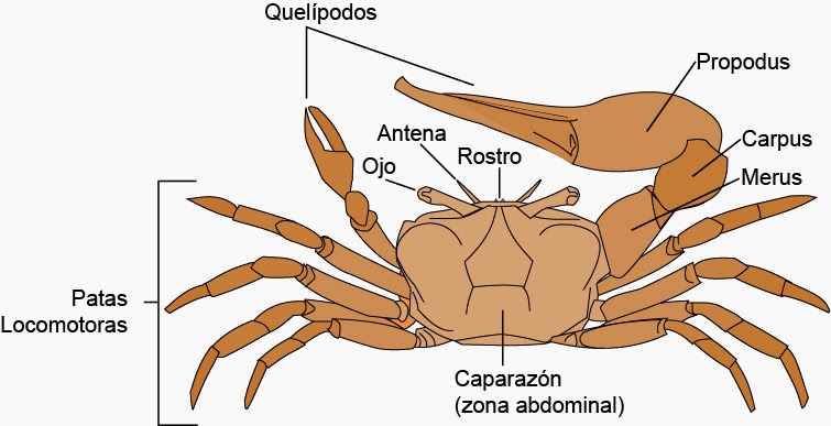 el moderno prometeo: Artrópodos: Subfilo Crustacea.