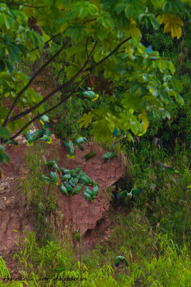 mis fotos de aves: Collpas en el río tambopata