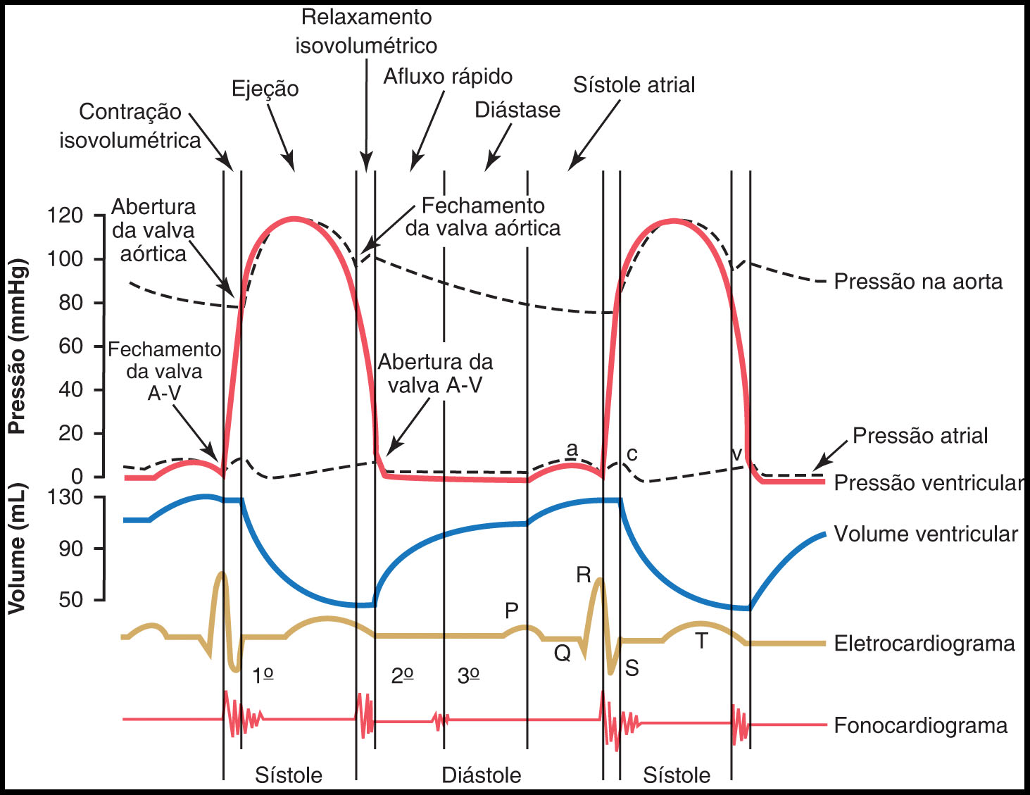 Plantando Ciência: Fisiologia Cardíaca