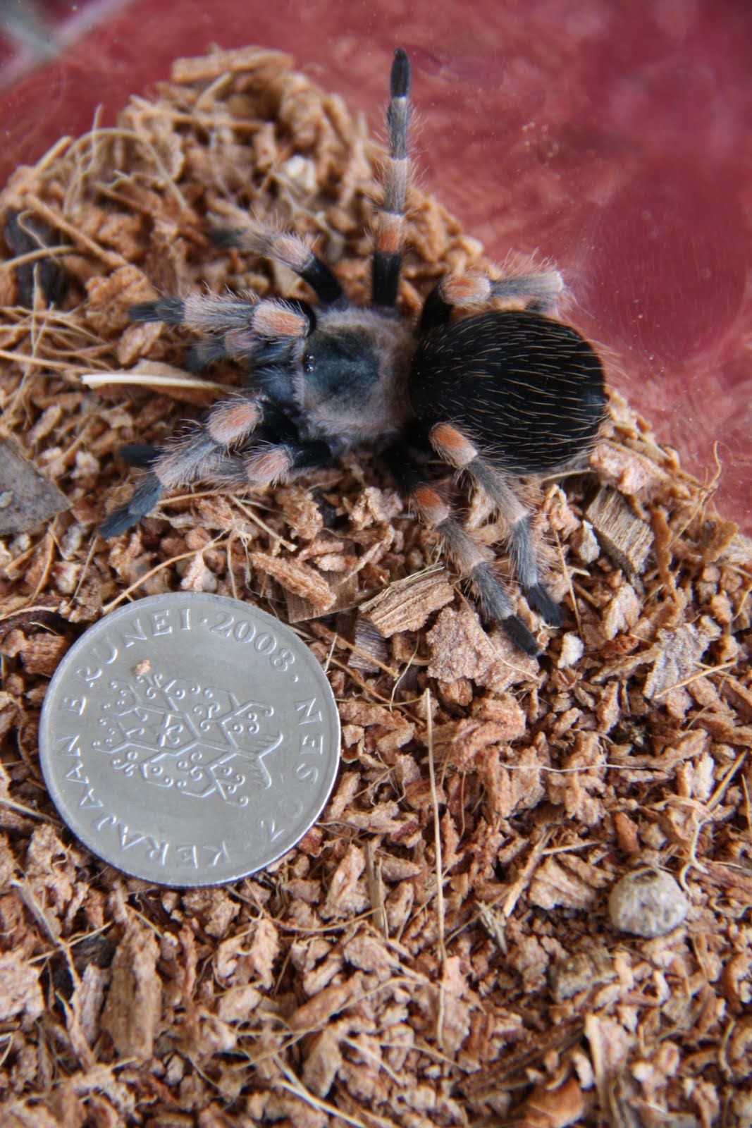 airil is in the house: Latest update on my tarantula collection