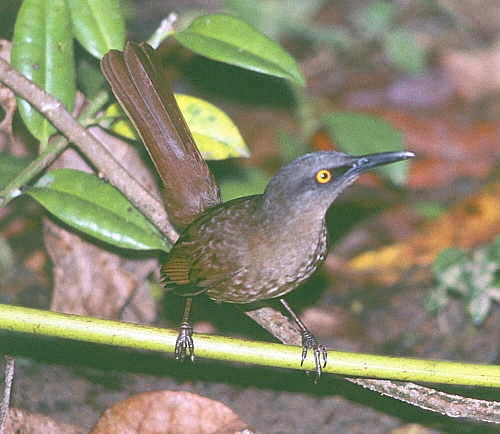 Birding Trips: THE LESSER ANTILLES and MARYLAND TRIP REPORT