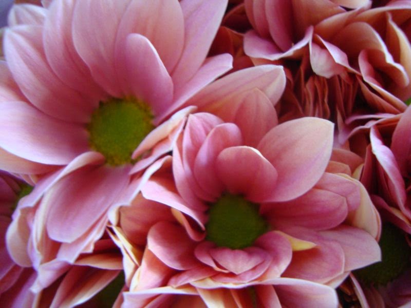 Koleksi Tanaman Hias: Bunga Seruni atau Krisant (Chrysanthemum)