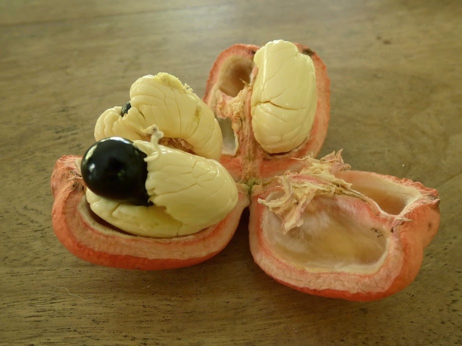 Cottage Life on Pilgrim's Farm: Ackee Fruit, and Eggs on the Counter