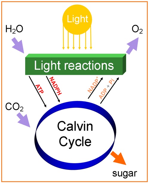 BIOLOGI GONZAGA: INGENHOUSE