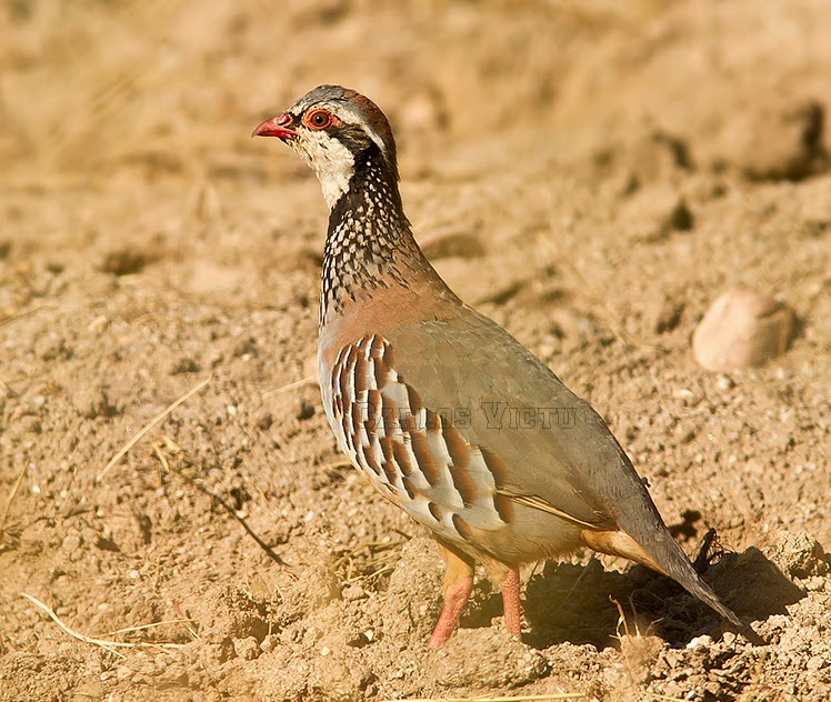 COTO DE CAÇA DE PIRA (TARRAGONA): Perdius