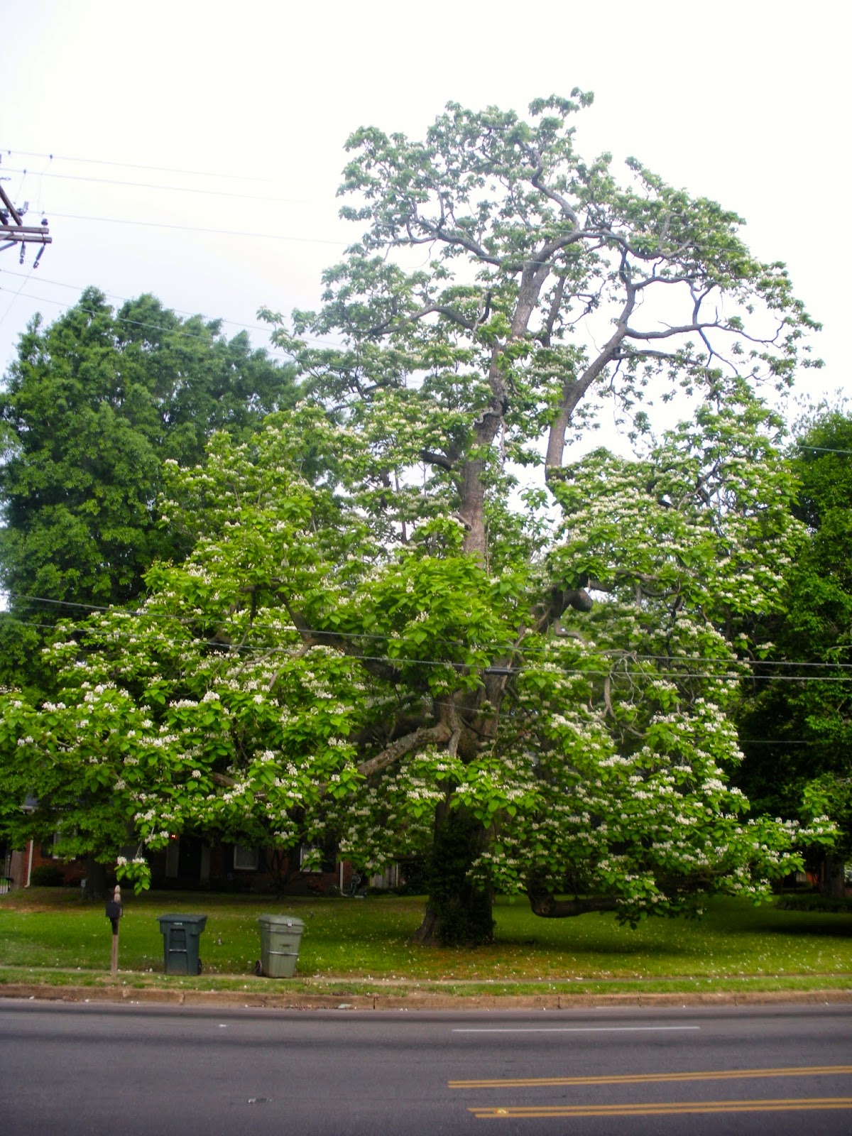 Memphis Trees: Eye catching trees
