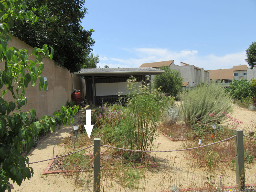 Mother Nature's Backyard - A Water-wise Garden: Plant of the Month ...