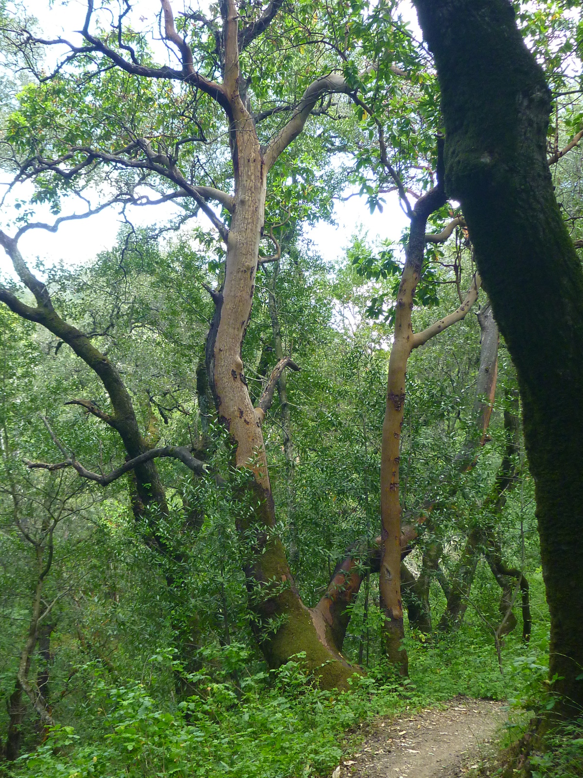 Trailing Ahead: Madrone Canyon Trail