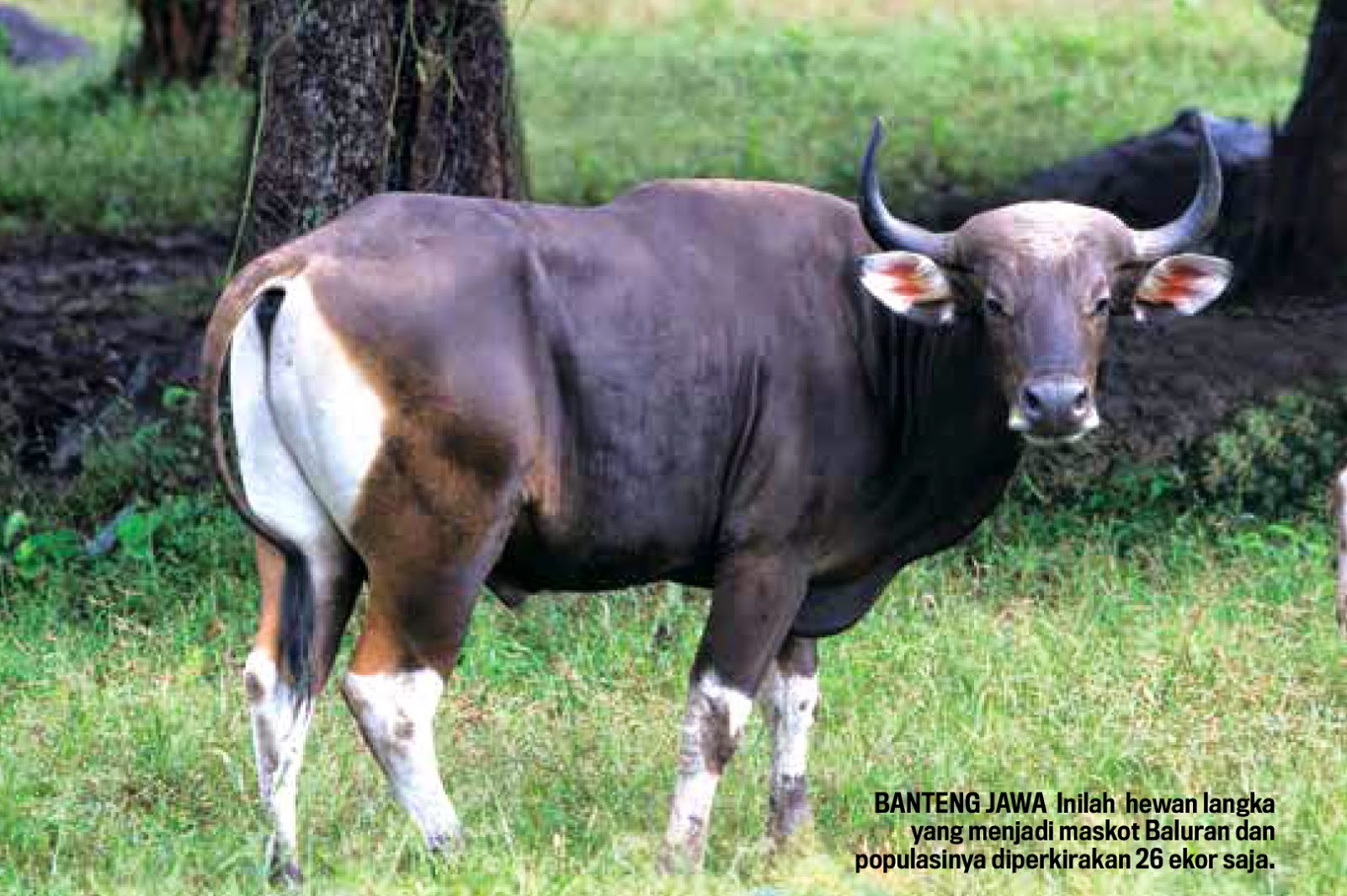 Taman Nasional Baluran