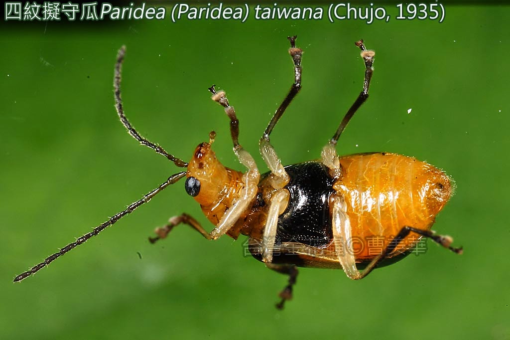 台灣的金花蟲 Taiwan Leaf Beetles: 09-053 四紋擬守瓜