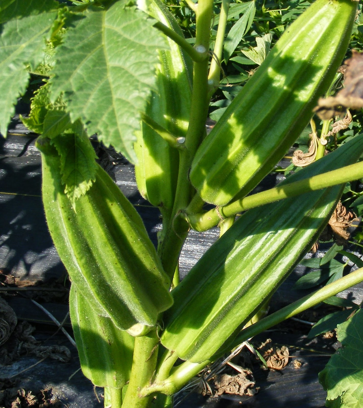 Just CAUSES: USDA Announces Specialty Crop Block Grant Program