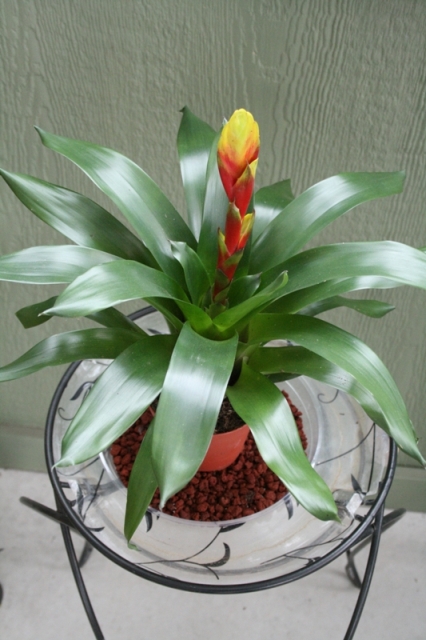 The Flower Bin: How to Care for Bromeliad Plants