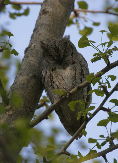 Navarra al natural: Autillo europeo. Llega la primavera.