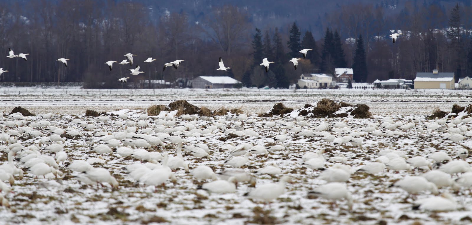 David VanKeuren's Photography: 2011 Port Susan Snow Goose and Birding ...