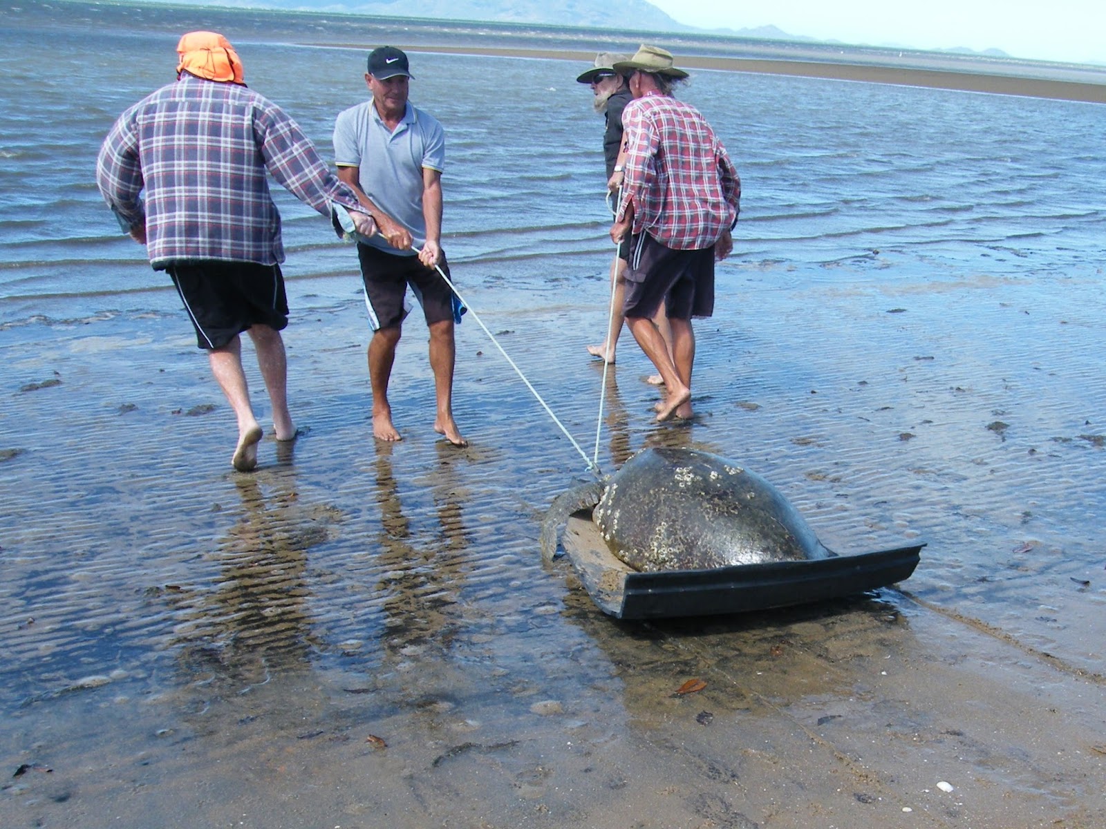 BJ and Noelle Travel Oz : Airlie Beach - Funny Dunny (Wunjunga ...