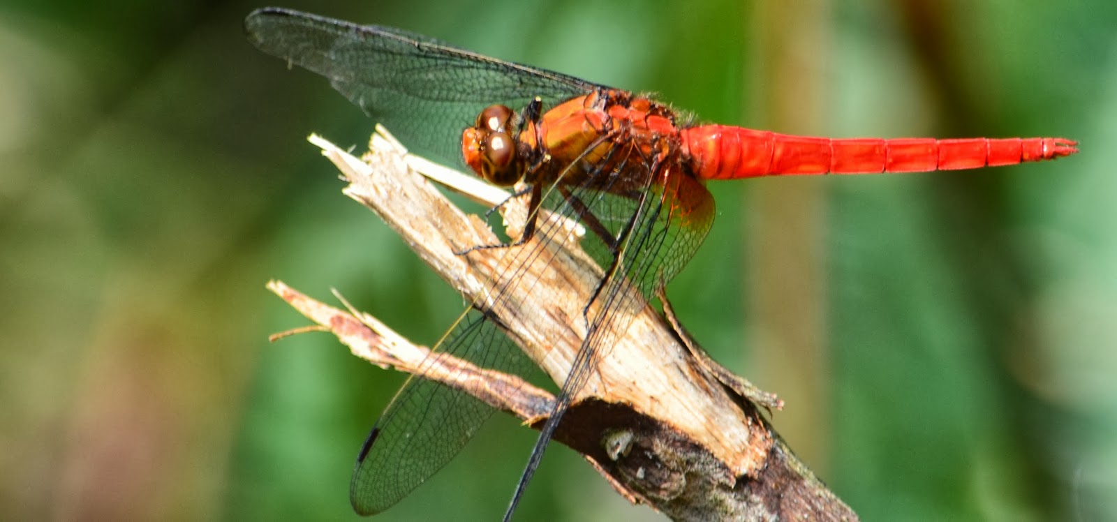 The Kambatik Park, Bintulu.: Insect watch album - Red Dragonfly
