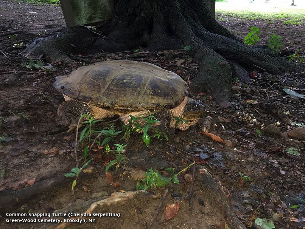 The City Birder: Green-Wood Updates