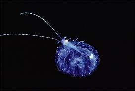 Unique Thread: 10 Transparent Animals in the World