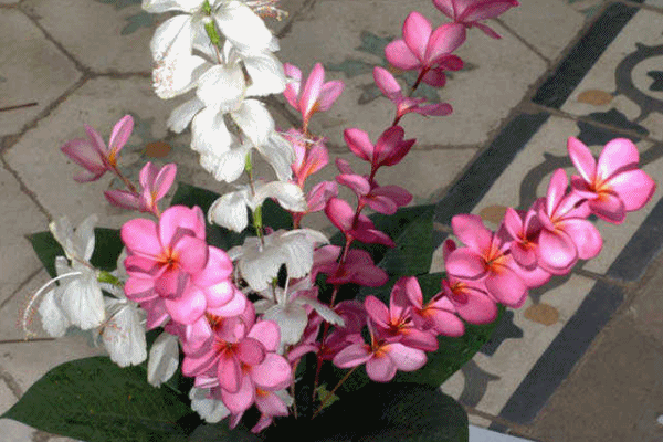 DAFTAR HARGA TANAMAN: bunga rangkai sederhana