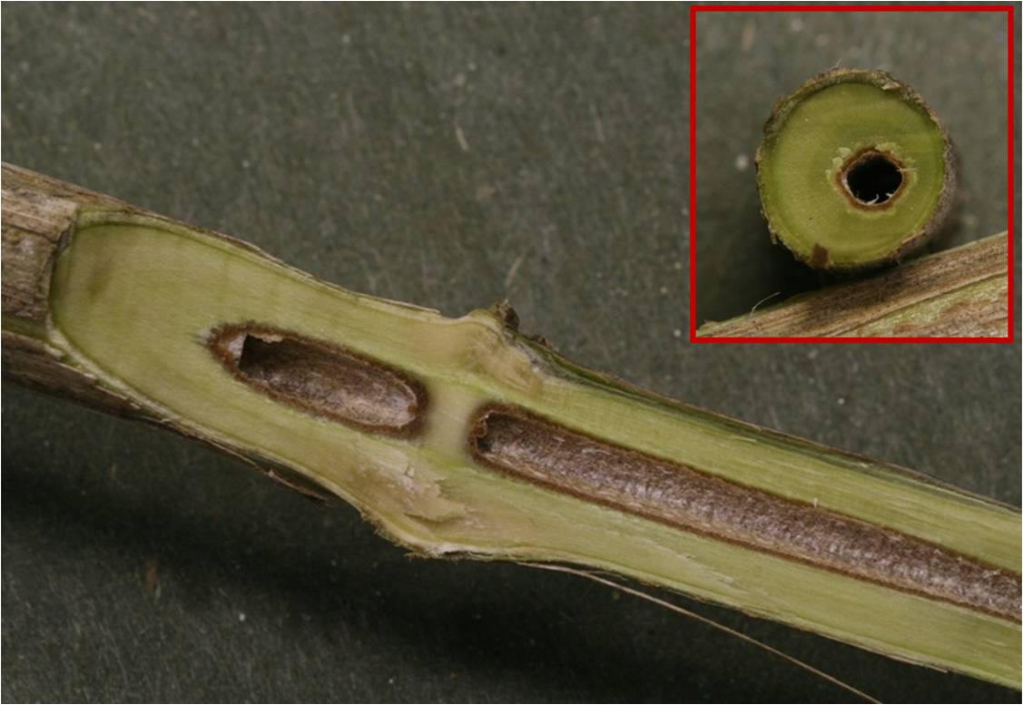 Illinois Invasive Species Awareness Month: Identification and control ...