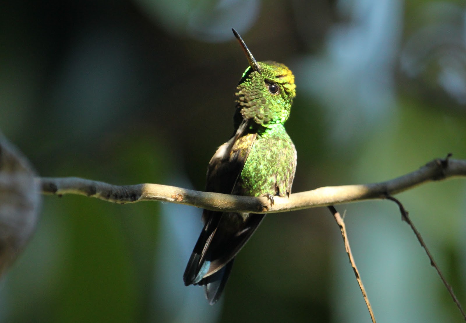 Nuestro bello mundo...: Las mil y un formas de un mismo colibri